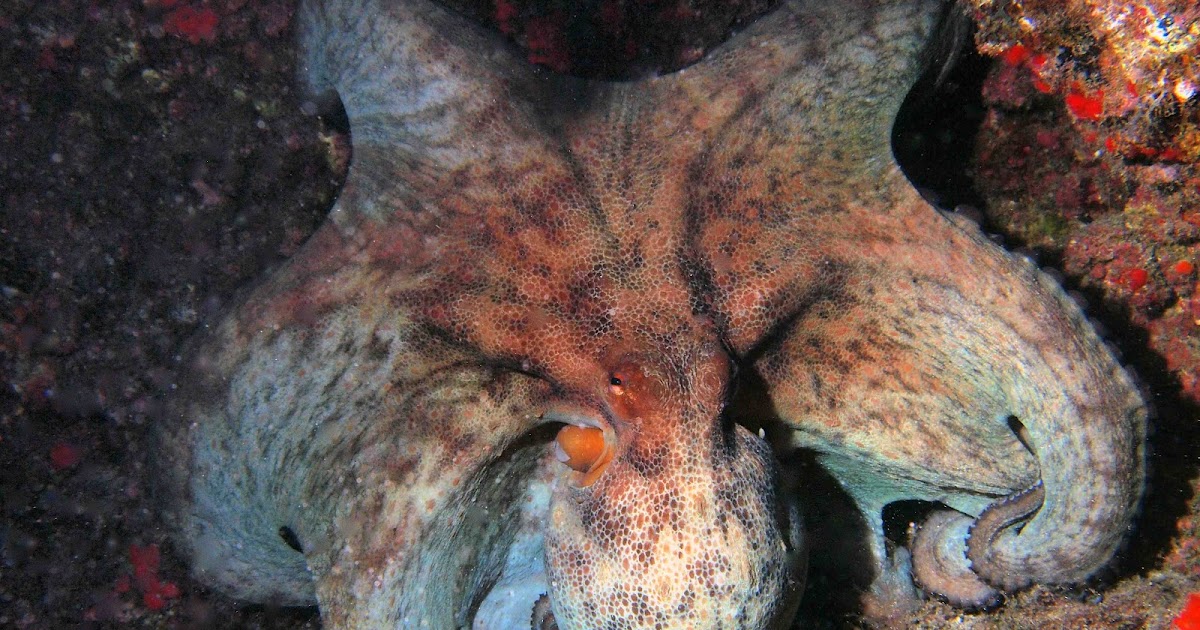 Check the Sea. Web de buceo y fotografía submarina de las Islas ...