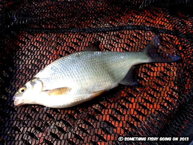 Something Fishy Going On: Enjoying the sun.