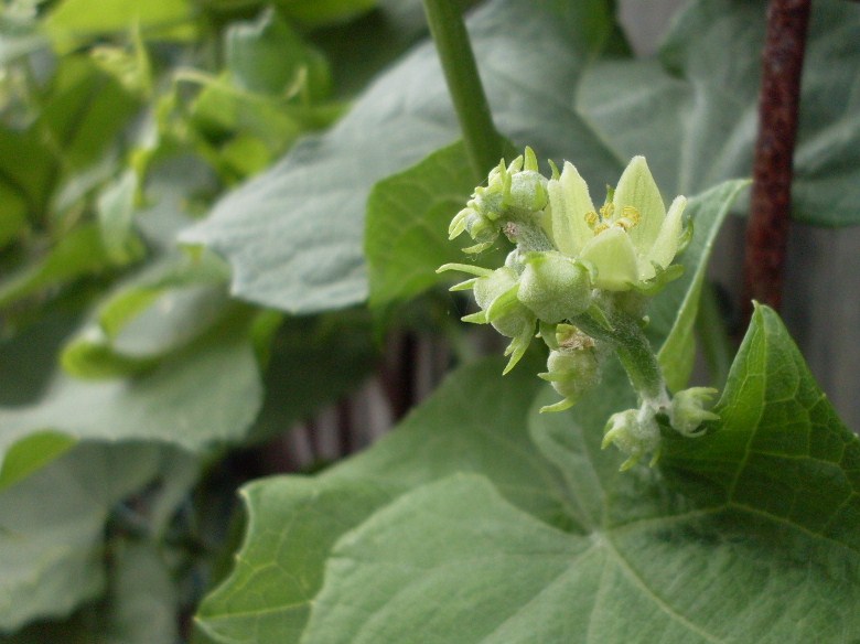 Just Like My Nan Made: Blurry photos - Yay!