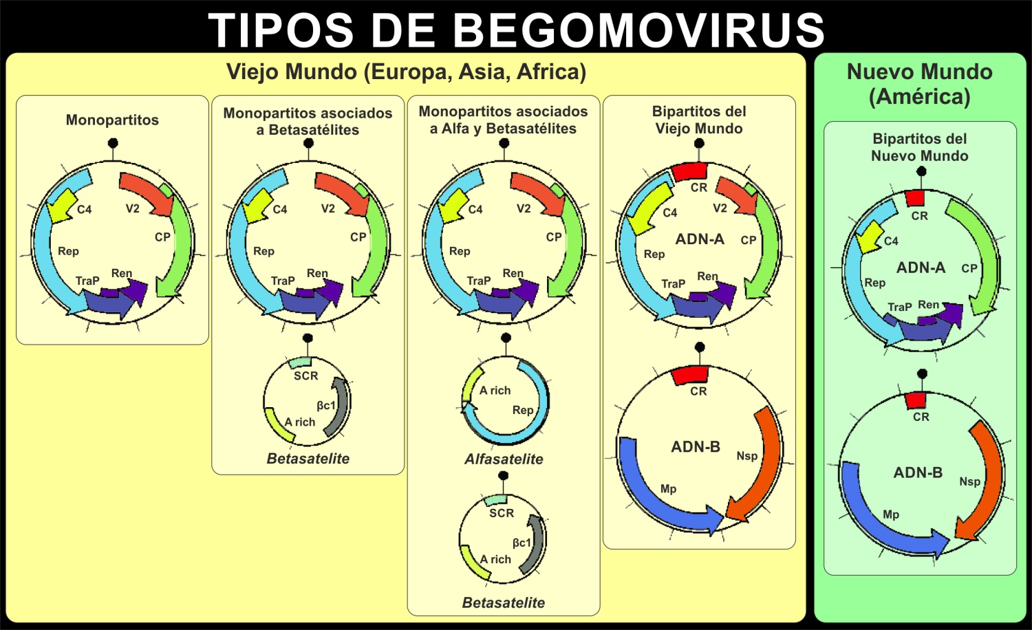 Homo agricola: Los Begomovirus de la familia Geminiviridae