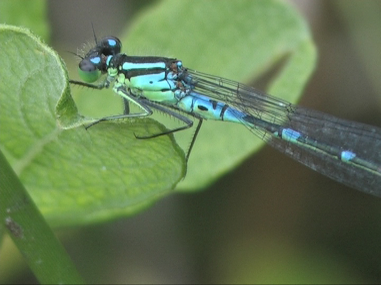 Birding and Dragonfly Videos
