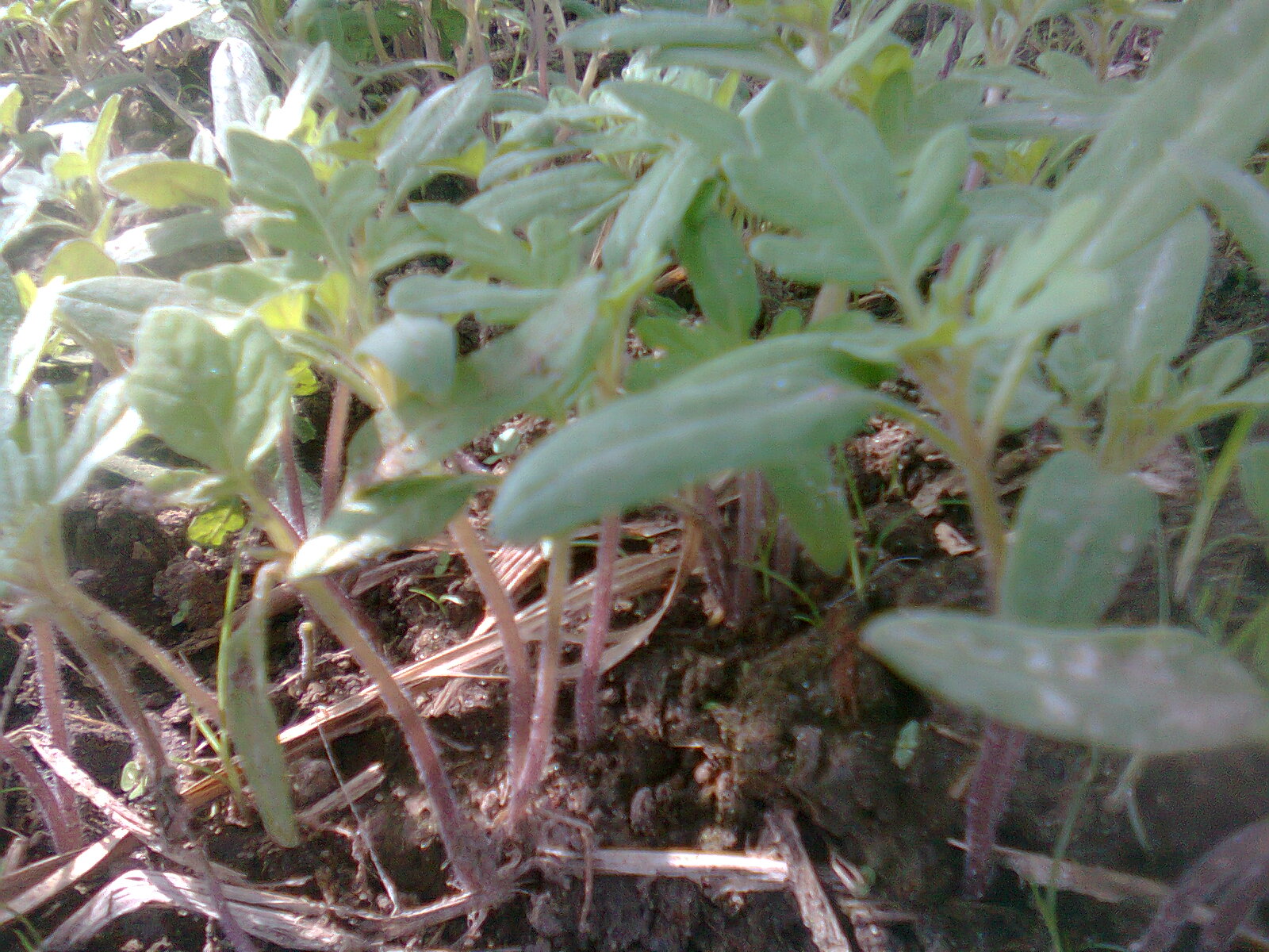 2 Faktor (Internal - Eksternal) Pertumbuhan dan Perkembangan Pada ...