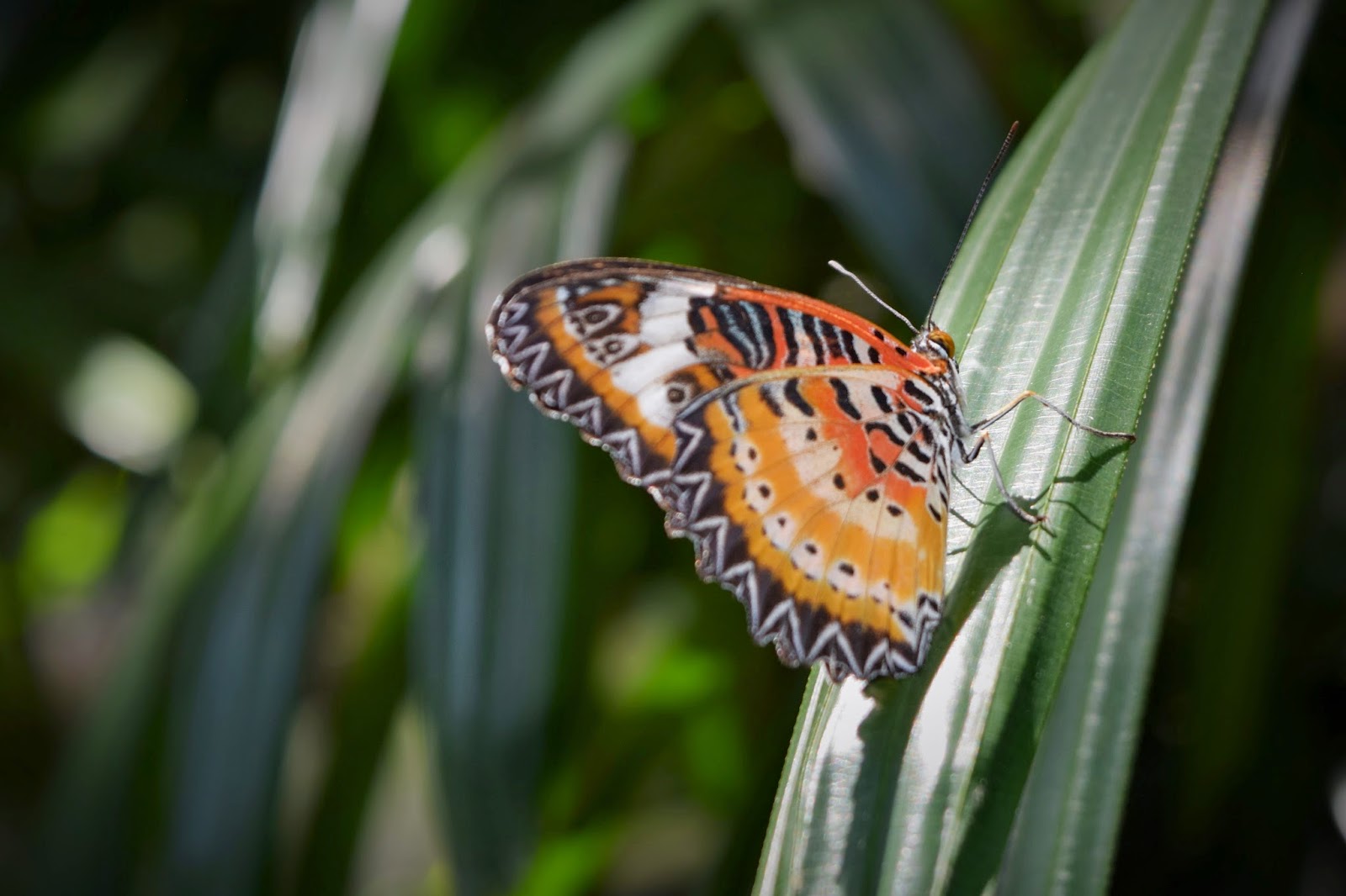 HappiLeeRVing: Butterfly Rainforest