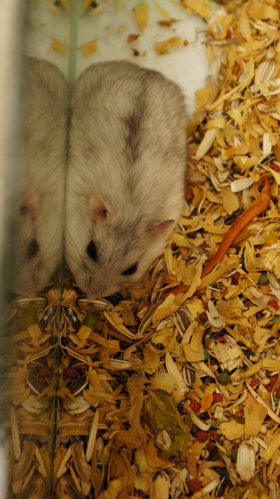 Hamster: Jual Hamster Jogjakarta