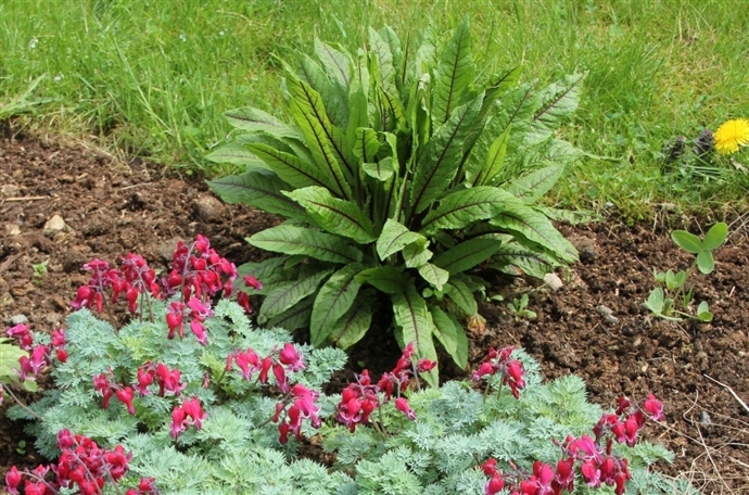 Seminte si plante de gradina hobby: Macris