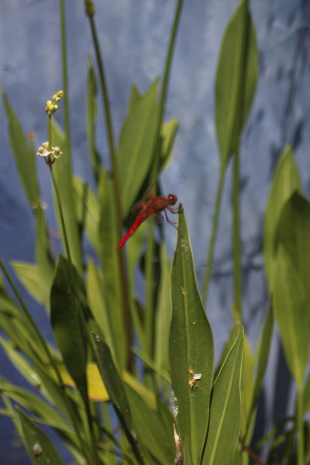 Rock-Oak-Deer: Red Dragonfly for the Fourth of July