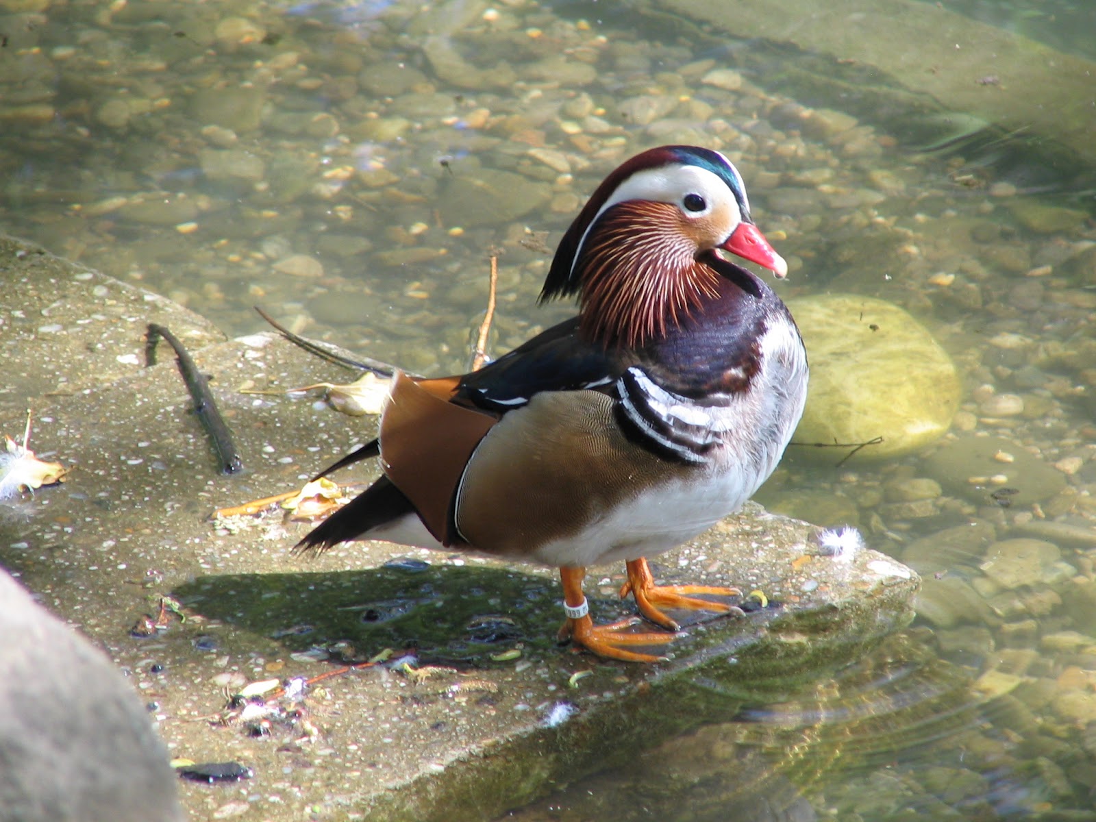 LA MULȚI ANI, ROMÂNIA!: Rata mandarin