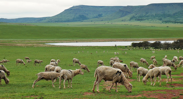 Go with Henry: Eastern Cape Tour - Cradock, Tarkastad and Grahamstown