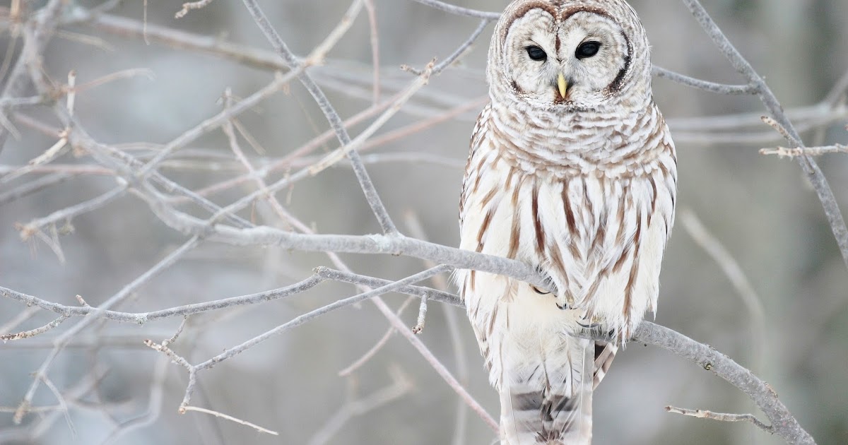 Búho blanco - Fondos de Pantalla HD - Wallpapers HD