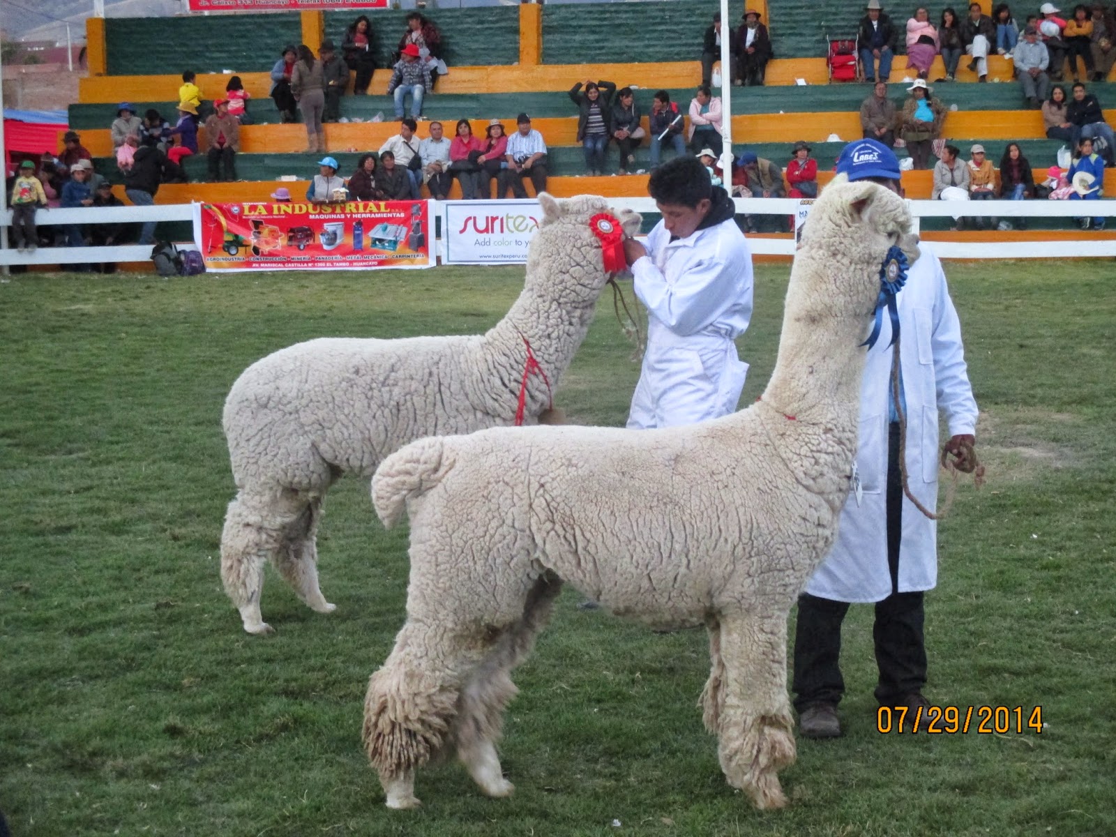 ALPACAS DE FERIA: ALPACA MACHO, CAMPEÓN DE LA RAZA - YAURIS 2014