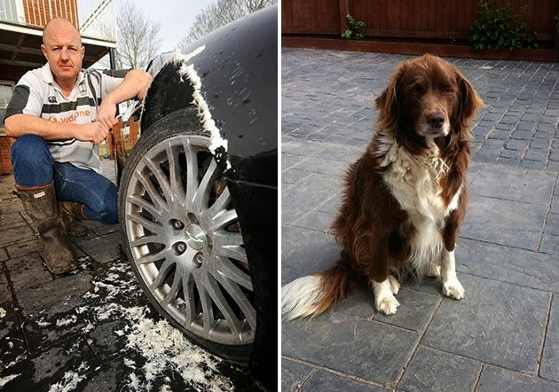 ANIMALS BEHAVING BADLY: Dog eats car.... for a reason?