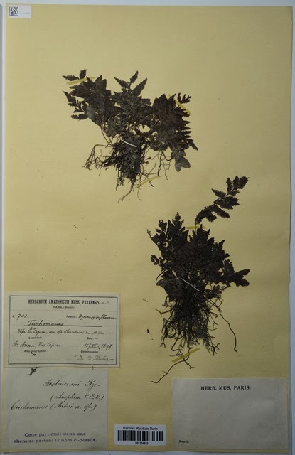 Jacques Huber and the Amazonian Botany: Plant collections