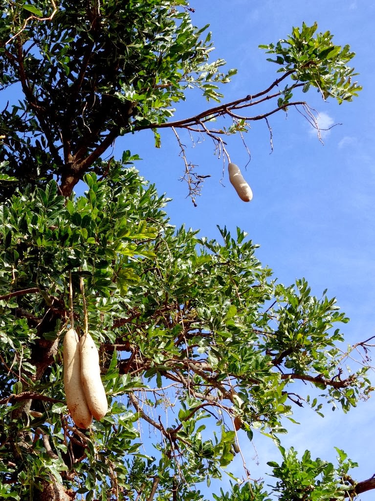 SETHiopia: Tree Profile: Kigelia Africana