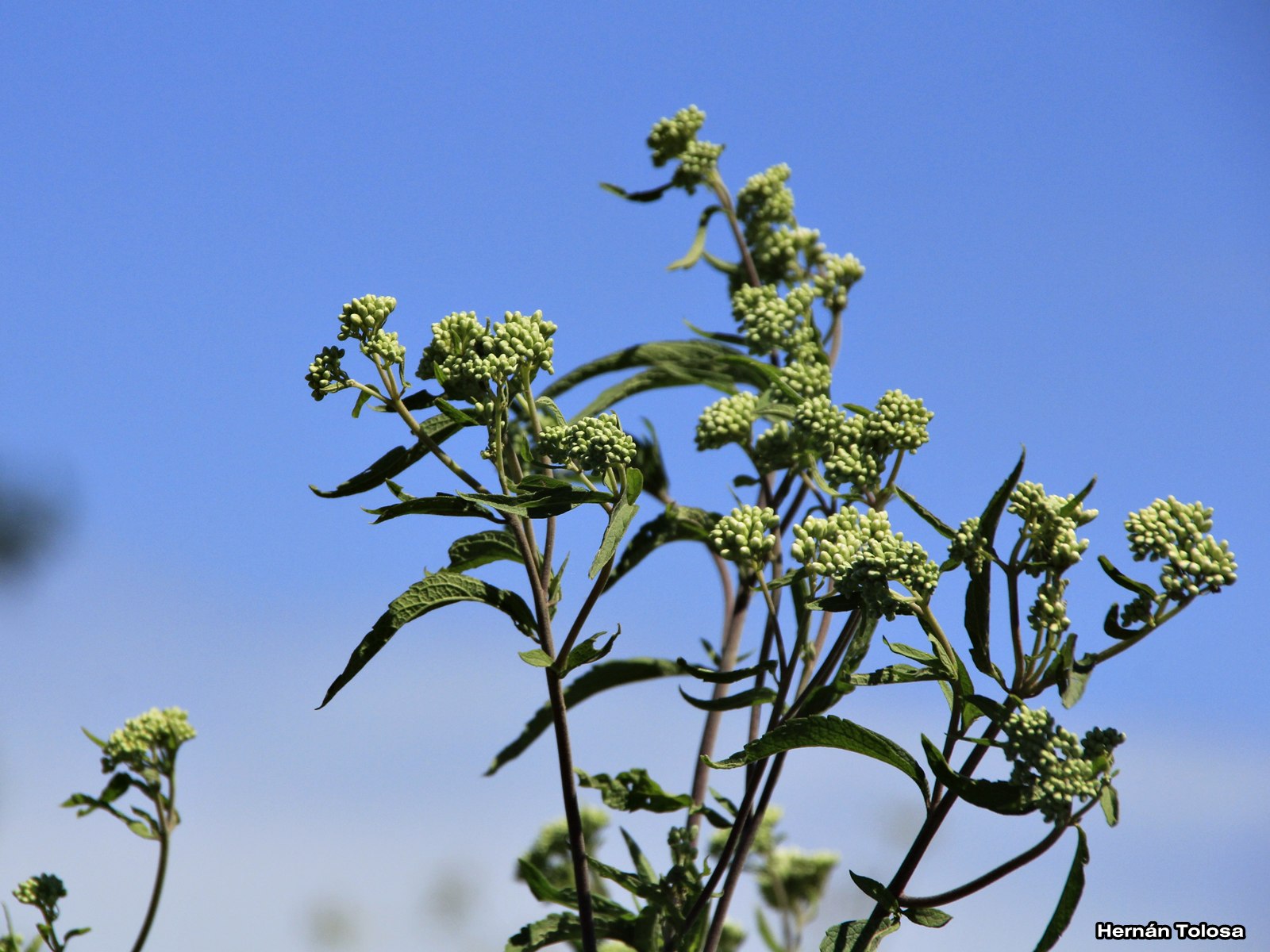 Flora Bonaerense: septiembre 2015