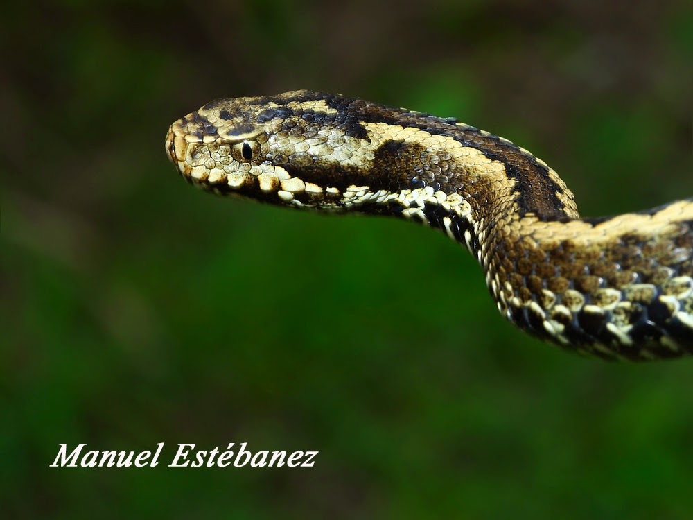 Miradas Cantábricas: Víbora de Seoane o cantábrica (Vipera seoanei ...
