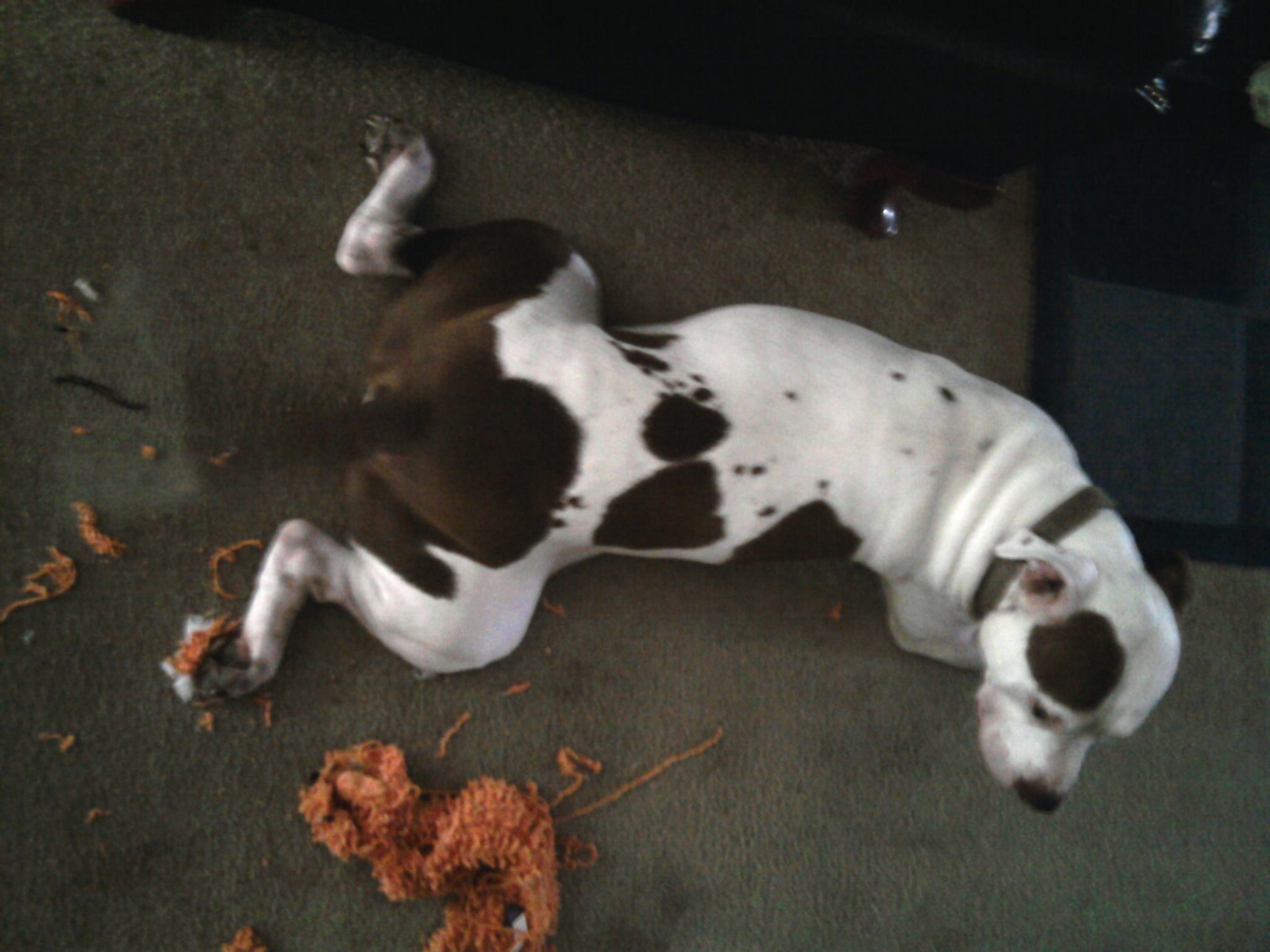 Pit Bull Frogs: Pit Bull Frog Photos