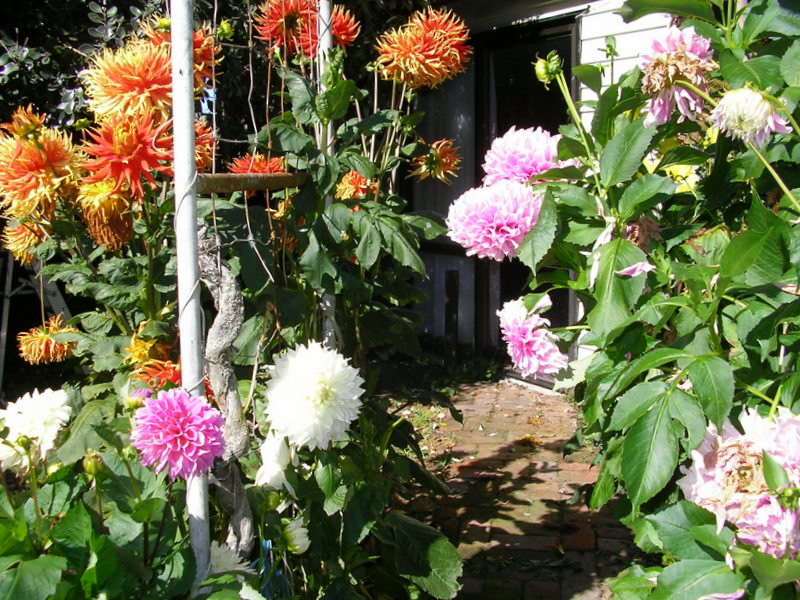 Kewmarnic Cottage Cookbook: Scrumpy Scroodles