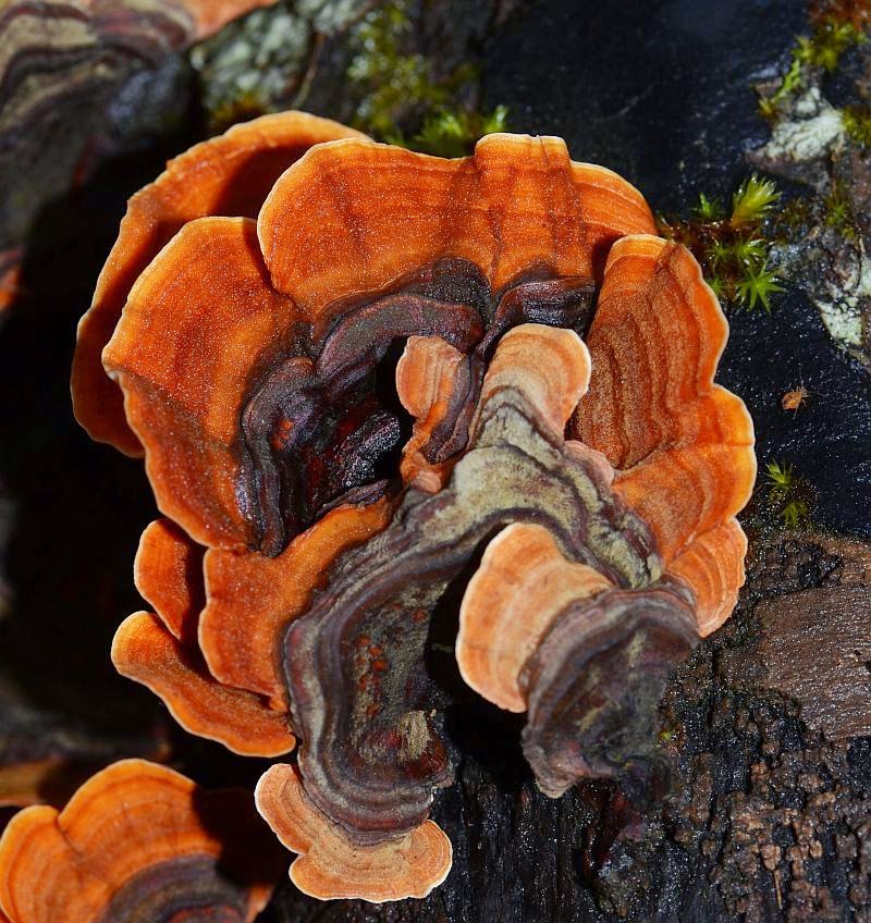 Hellenic Nature: Stereum sp