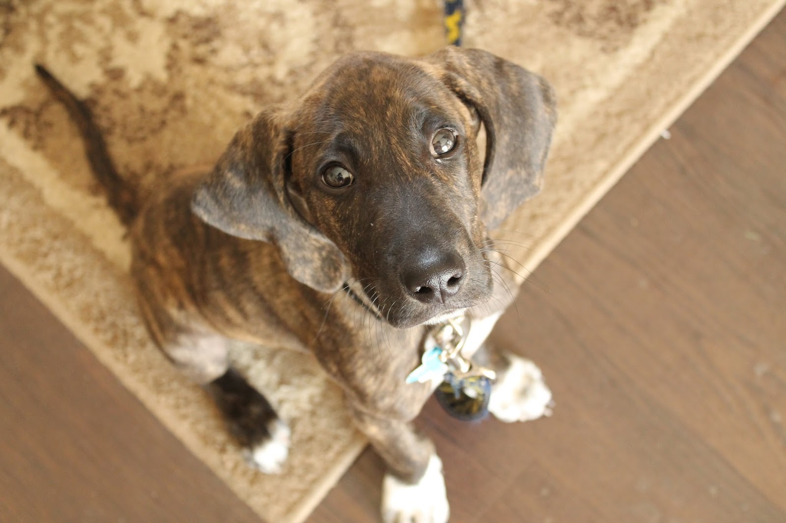 baby plott hound | Plott hound, Puppy kennel, Puppy photo