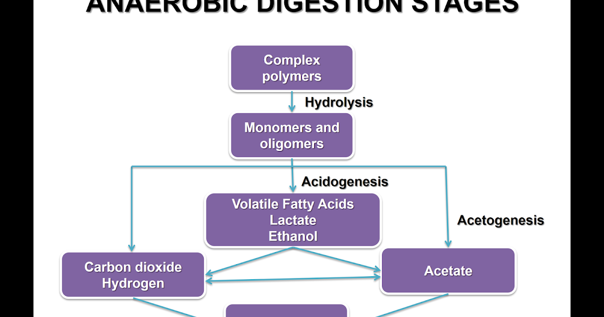 The four stages of anaerobic digestion - Treating Organics
