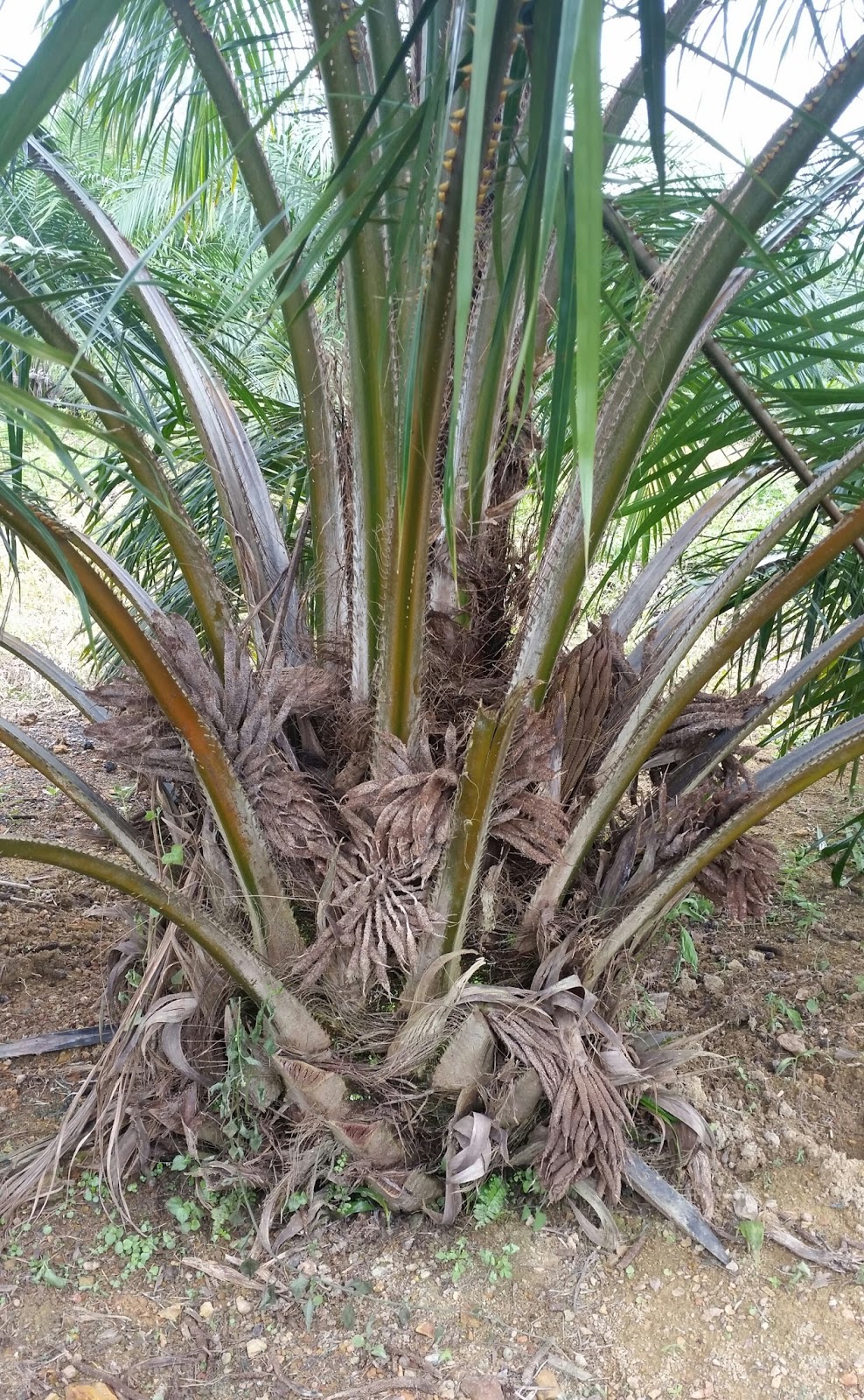 Warisan Petani: Kebun Kelapa Sawit 1.