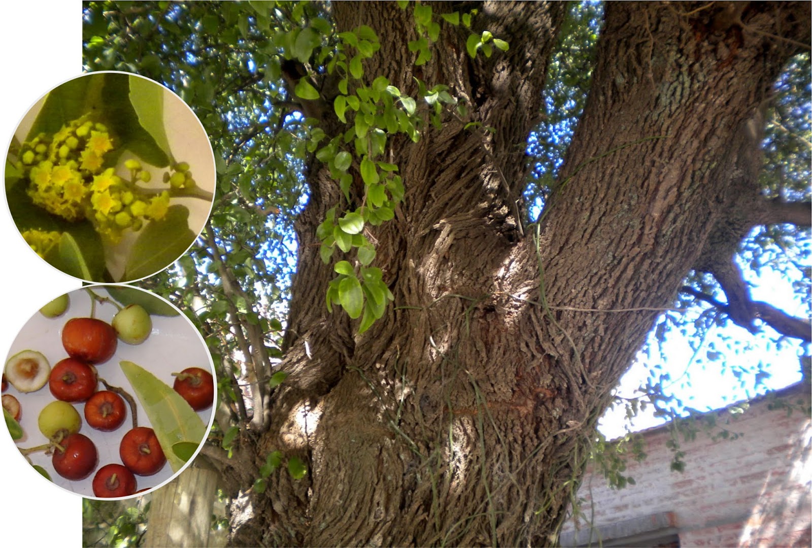 v e r d e c h a c o: Mistol