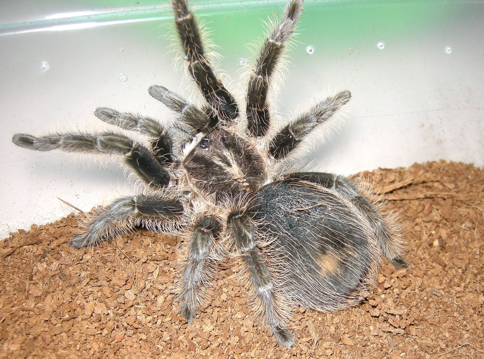 Bugs N Things: Beginner Tarantulas