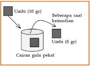 OSMOSIS - KRENASI - PLASMOLISIS - Biology Page