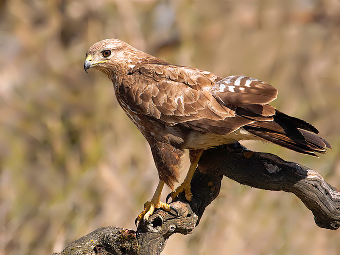 FOTO NATURA HUESCA 2: VÍDEO Águila ratonera Buteo buteo Carl von Linné ...