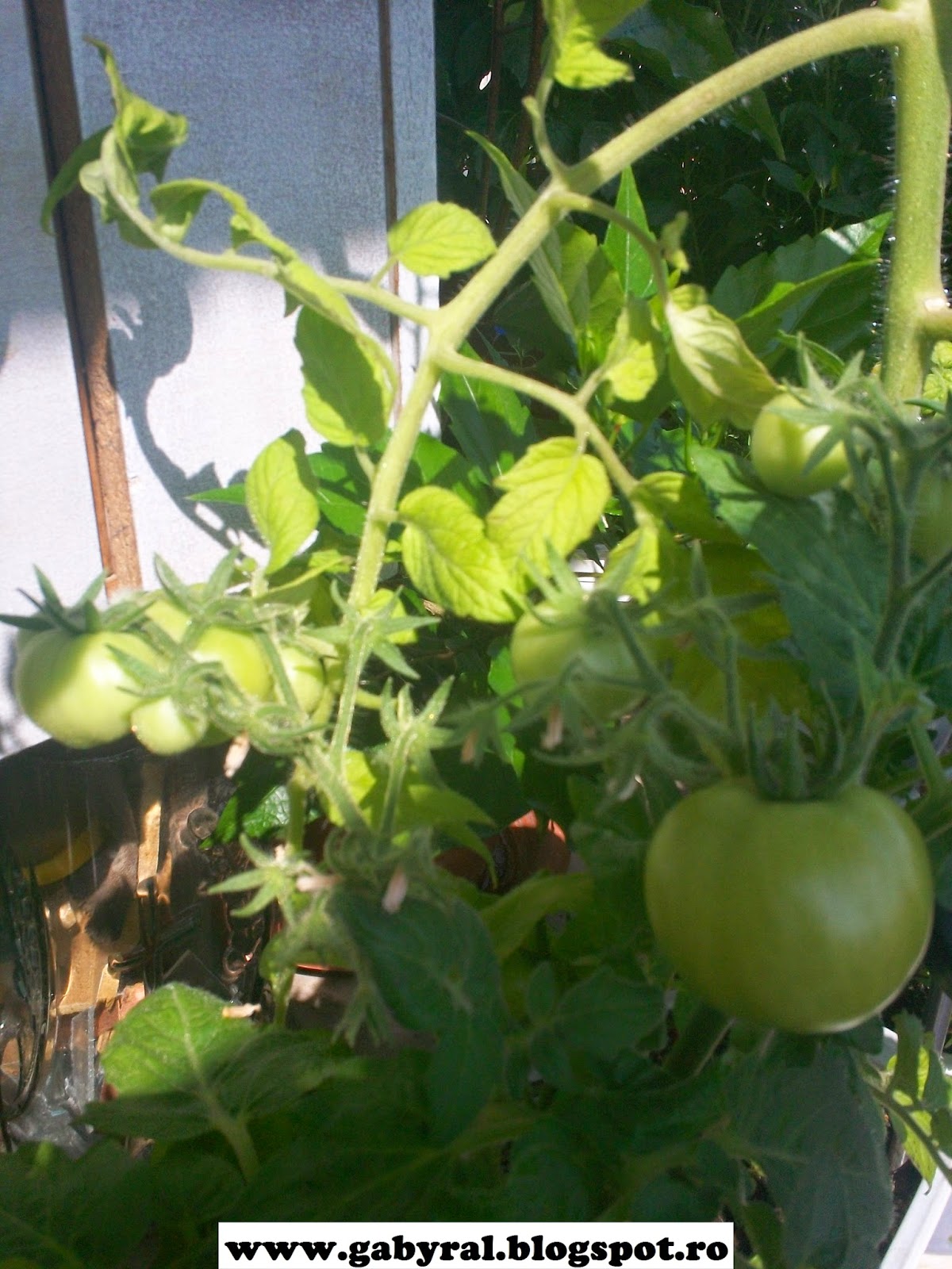 Roșii cherry pe balcon | BRICOLAJ - GRADINA - SFATURI si IDEI