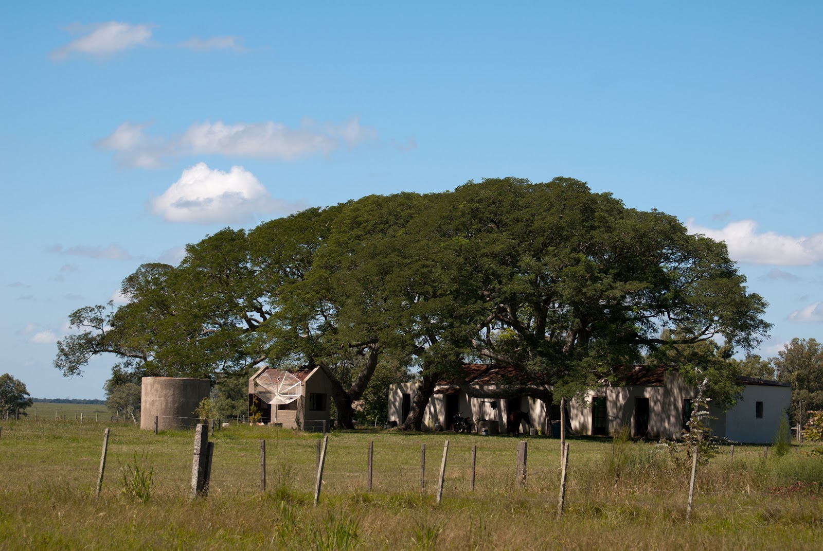 FOTOGRAFIAS DE LA FLORA AUTOCTONA DEL URUGUAY: TIMBÓ