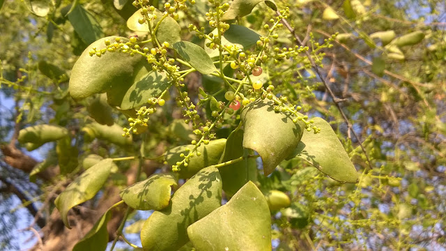 Spice of Life!: Heritage Tree (#ThursdayTreeLove)