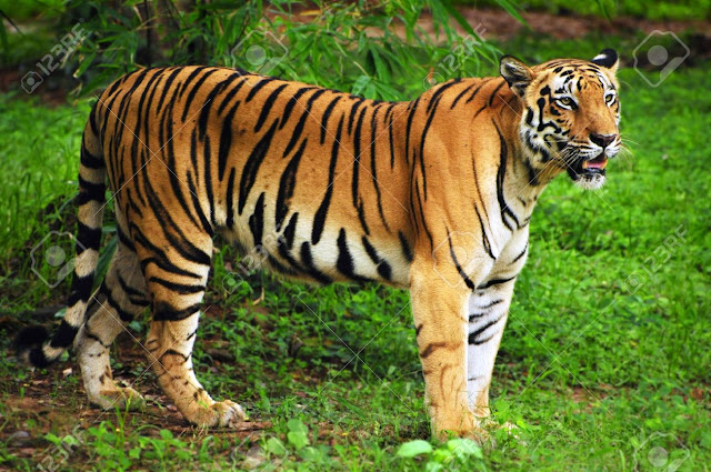 Bengal tiger Biography