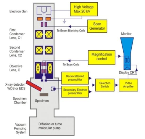 Health and Nutrition Corner: Scanning Electron Microscope (SEM)