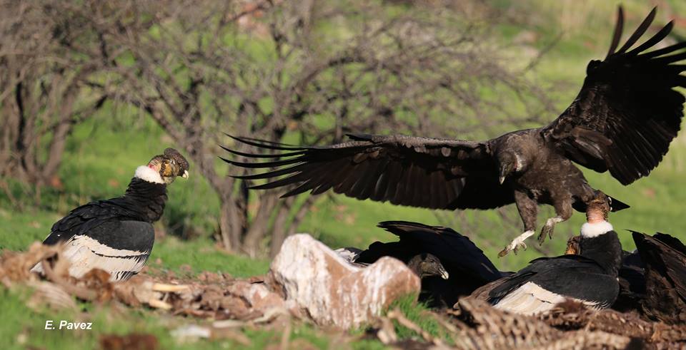especies chilenas: Las faenas del Cóndor (Vultur gryphus)