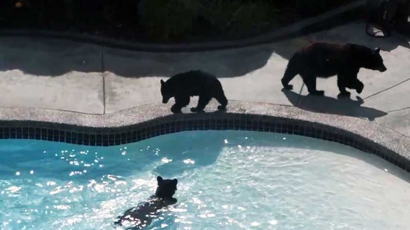 Nothing To Do With Arbroath: Playful bear cubs cooled off in man's pool