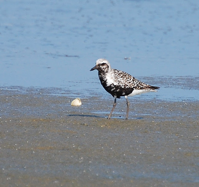 Birding Is Fun!: The Art and Poetry of the Black-bellied Plover