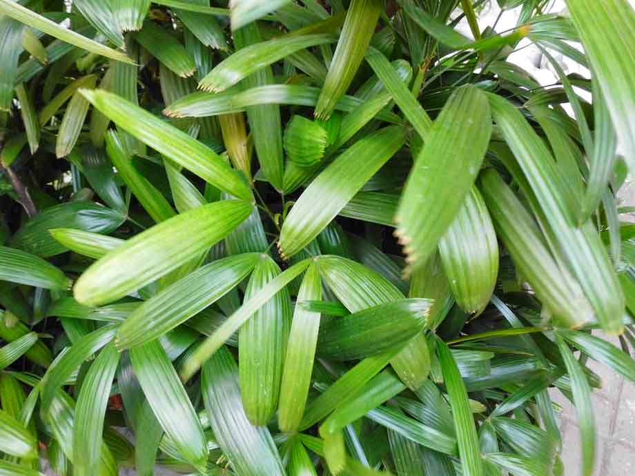 Palem Bambu (Chamaedorea seifrizii)