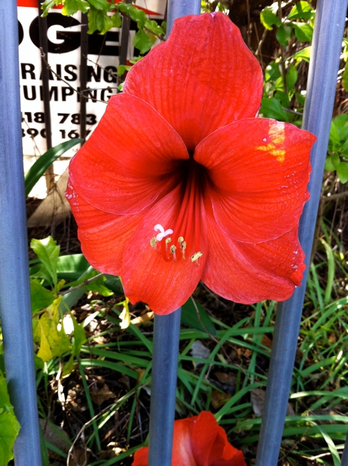 Tracey Grgic Potter: Plants and Flowers around the neighbourhood