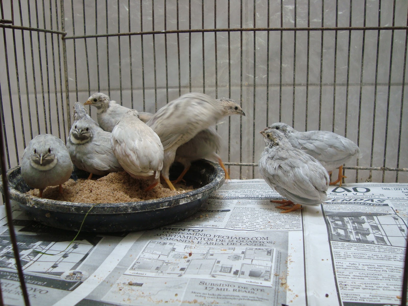 codorna chinesa: Codorna Chinesa Blue Face , Cinnamon (Canela) , Silver ...