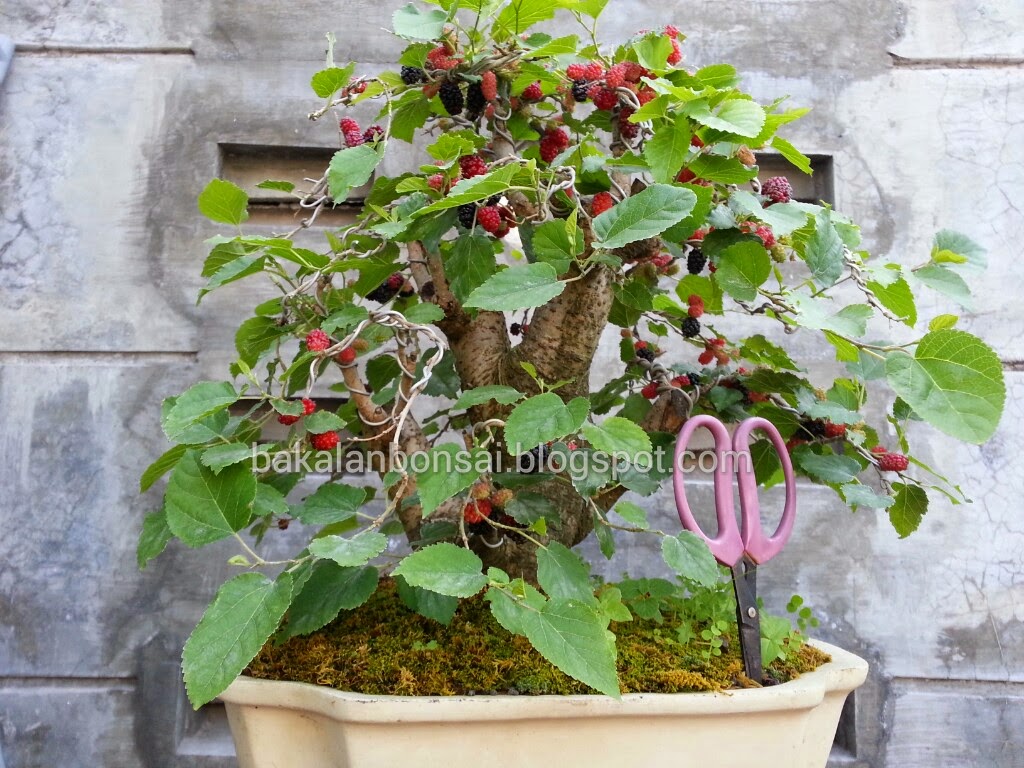 Jual Bakalan Bonsai: MURBEI ( MORUS ALBA )
