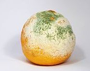 Morfologi, Reporduksi dan Fisiologi Kapang - KajianPustaka