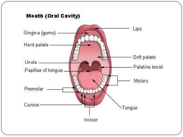 My E-education: Speech Organs (articulators)