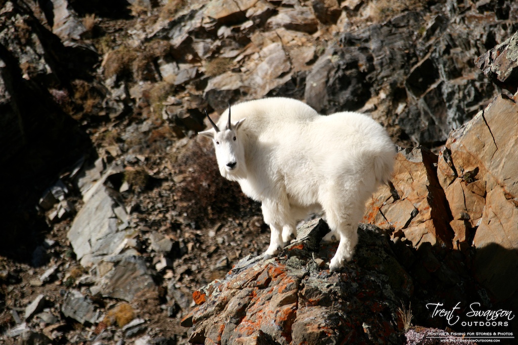 Trent Swanson Outdoors: Colorado Mountain Goat