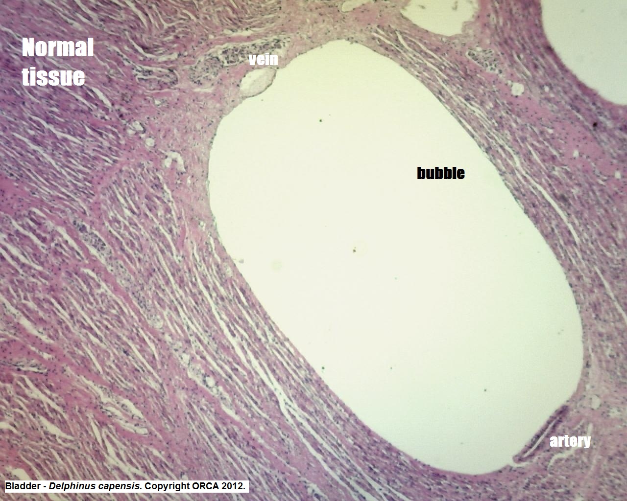 Breaking News: Necropsy Photos of Dolphins in Peru