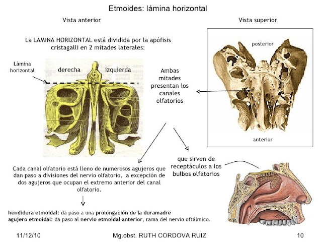ANATOMÍA HUMANA