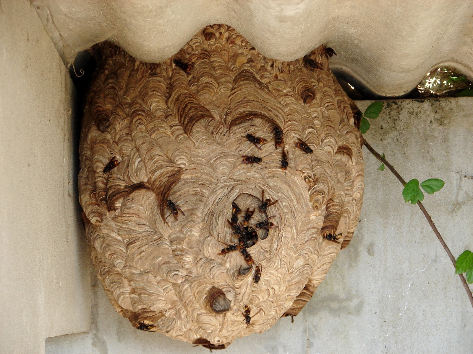 BREATHTAKING: The Asian Hornet and Nest.