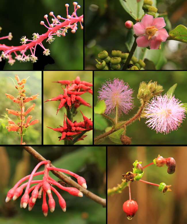 Colombia y su diversidad: Biodiversidad