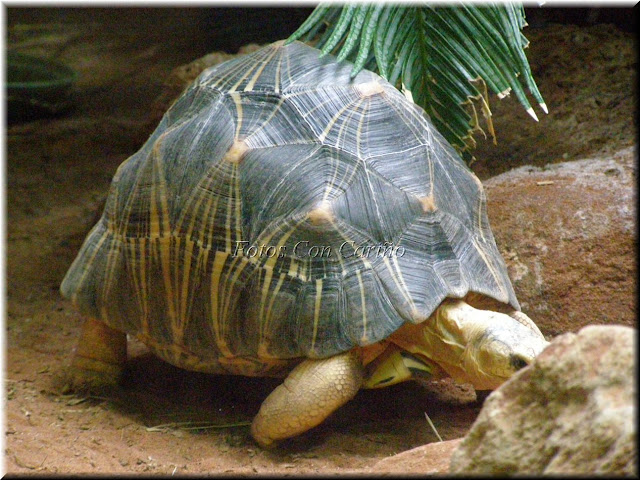 Fotos Con Cariño: Tortuga con caparazón alto.
