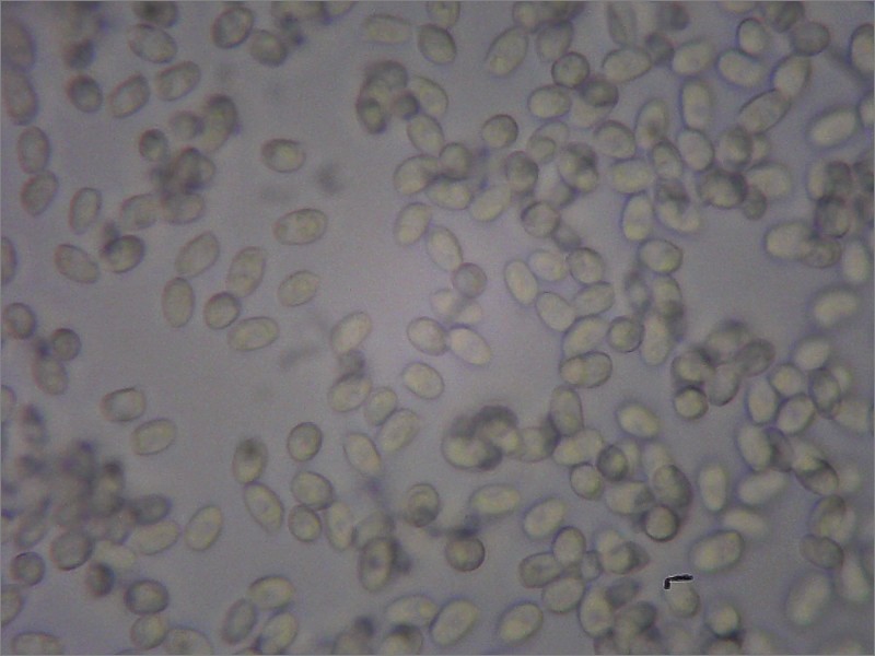 Misidentifying Fungi: Bonfire of the rarities